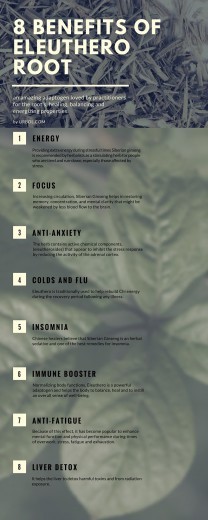 Eleuthero Root (Siberian Ginseng) Top 13 Health Benefits - urbol.com