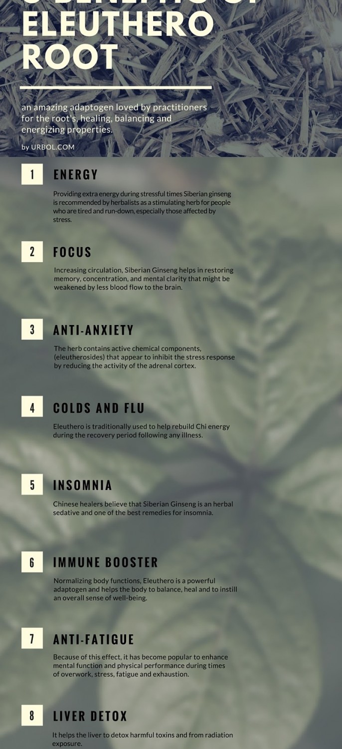 Eleuthero Root (Siberian Ginseng) Top 13 Health Benefits - urbol.com