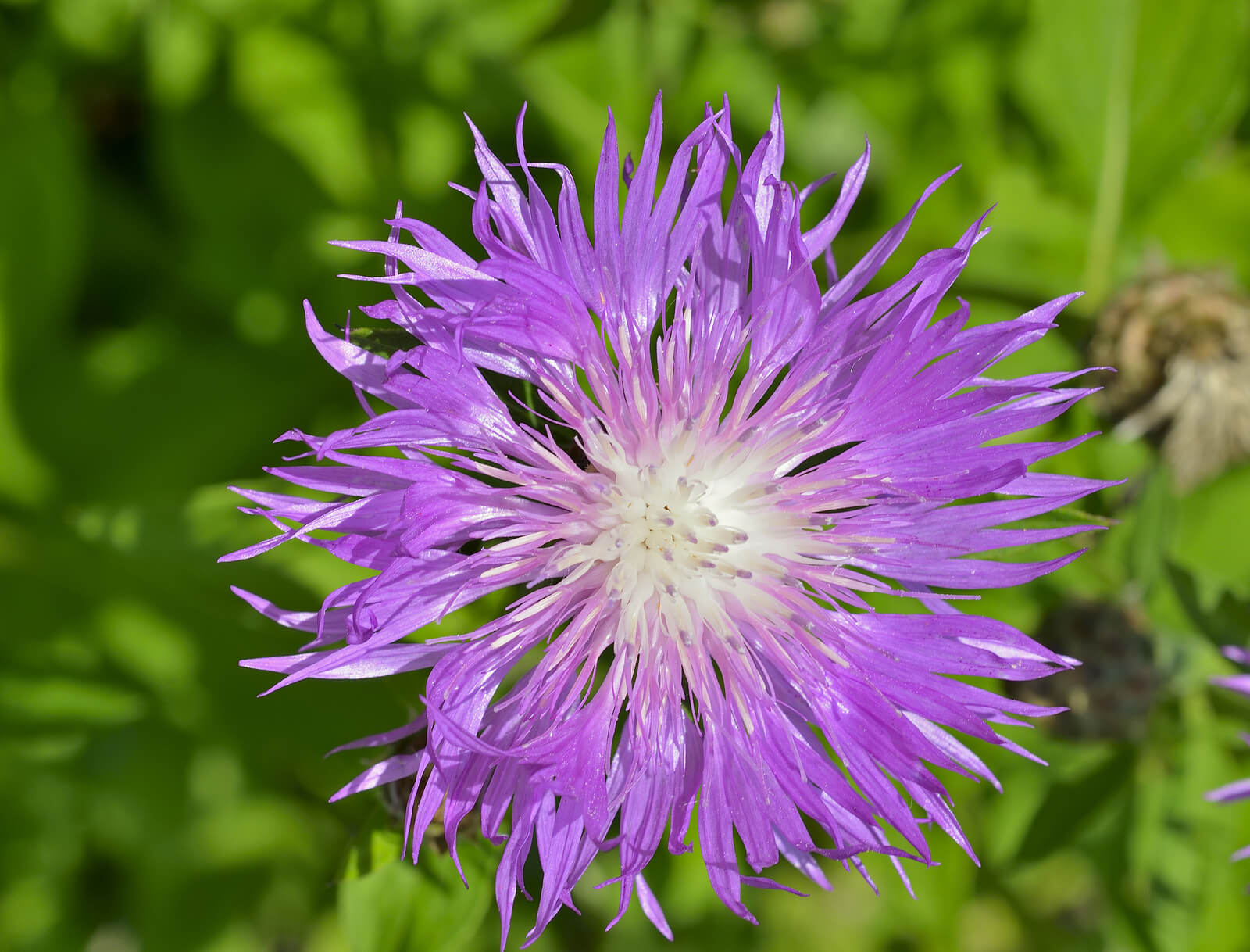 Maral Root (Rhaponticum carthamoides) Benefits