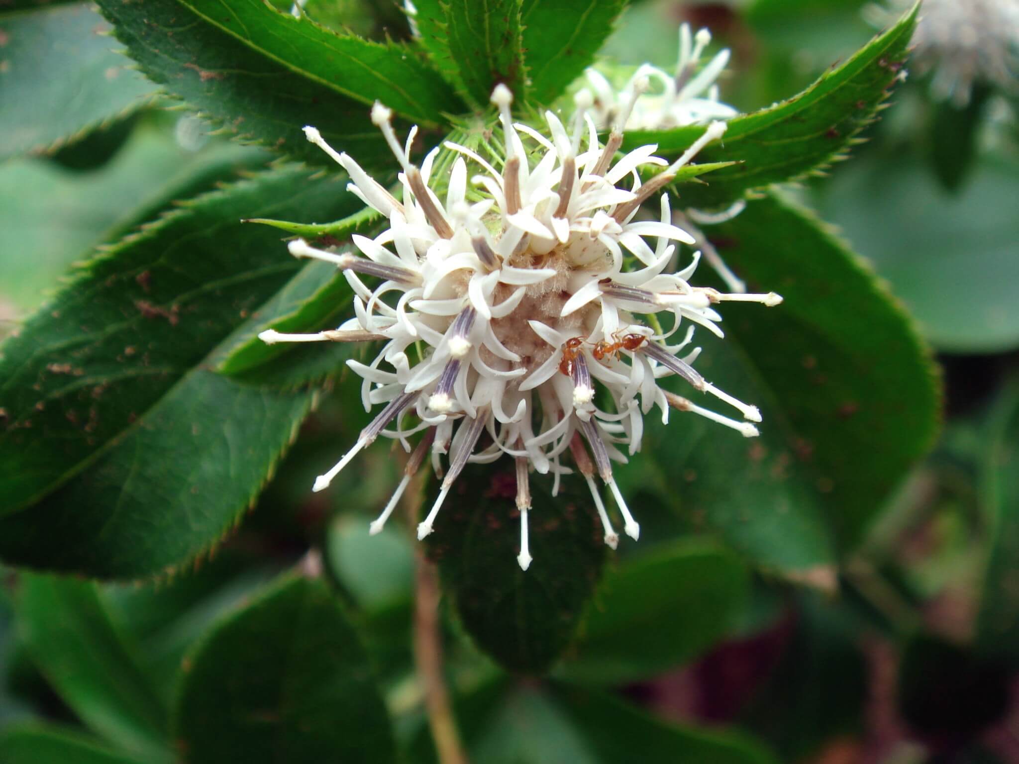 Atractylodes - Alchetron, The Free Social Encyclopedia