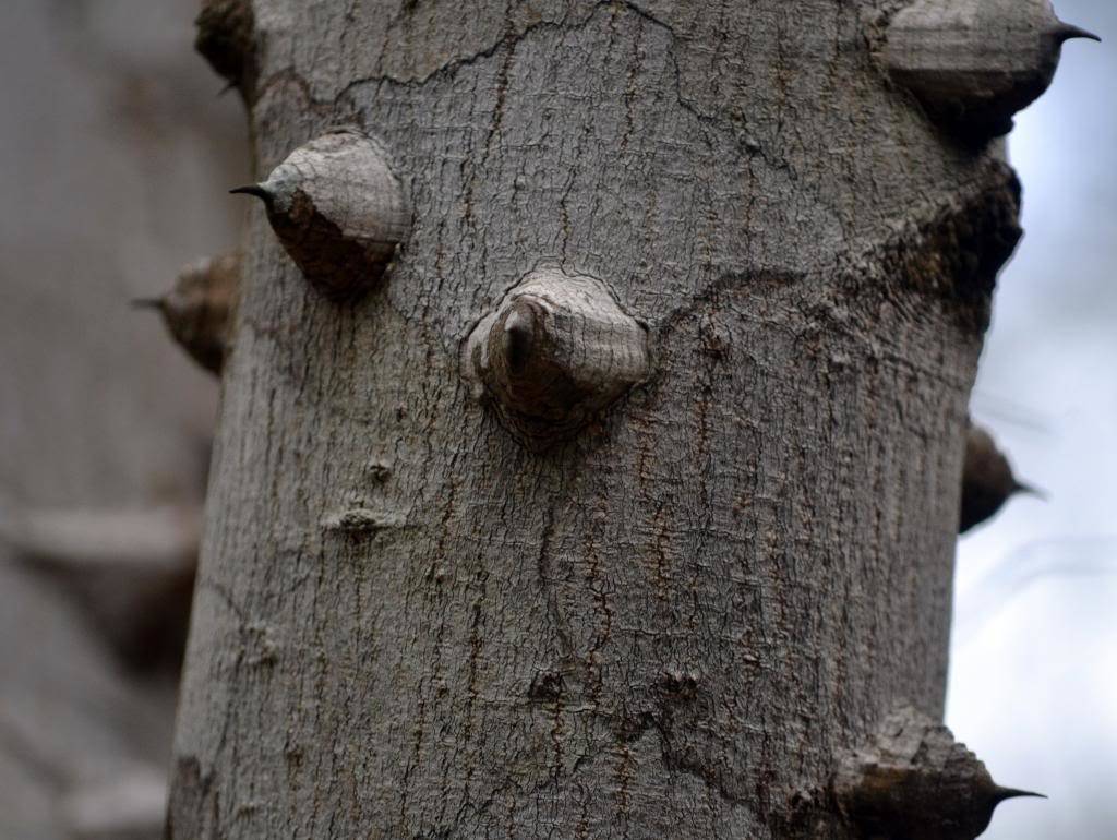 Prickly Ash Bark’s Power And BenefitsPower And Benefits