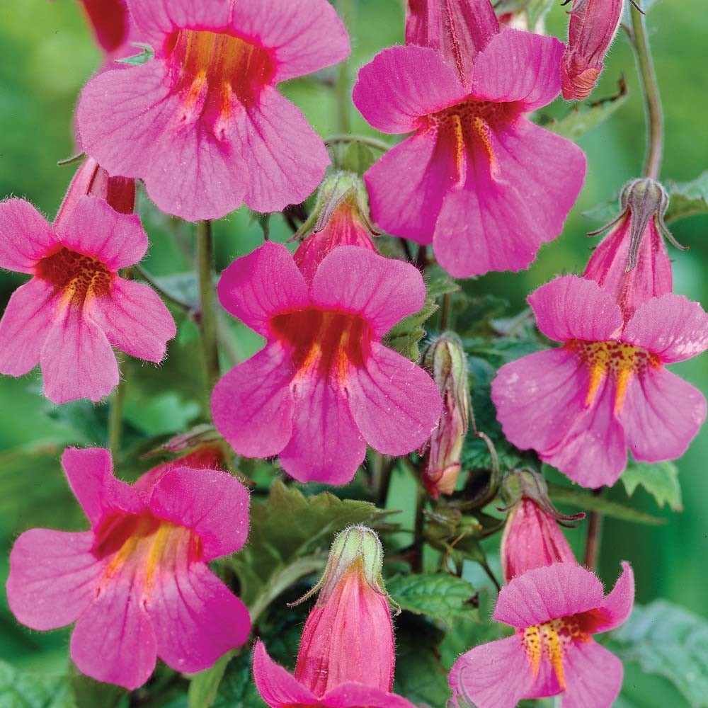 Rehmannia - Alchetron, The Free Social Encyclopedia