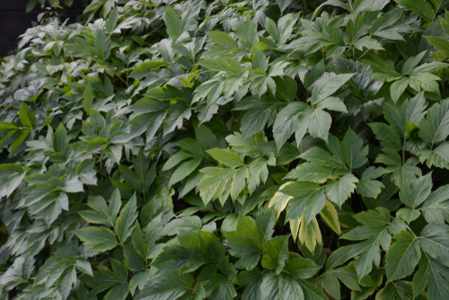 Ashitaba Benefits [A Comprehensive New Guide] - urbol.com