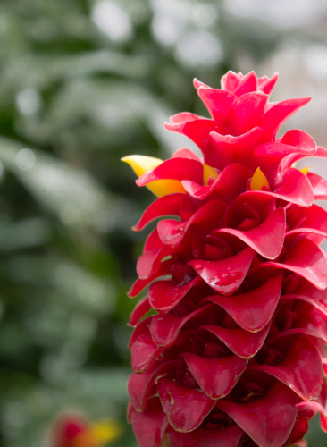 Costus Root: Top 9 Health Benefits (Latest Findings) - urbol.com