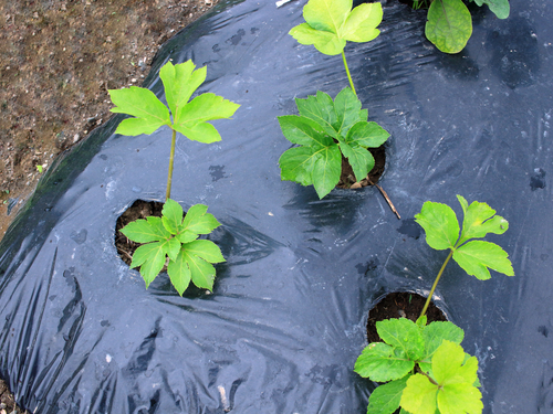 Ashitaba Benefits [A Comprehensive New Guide] - urbol.com