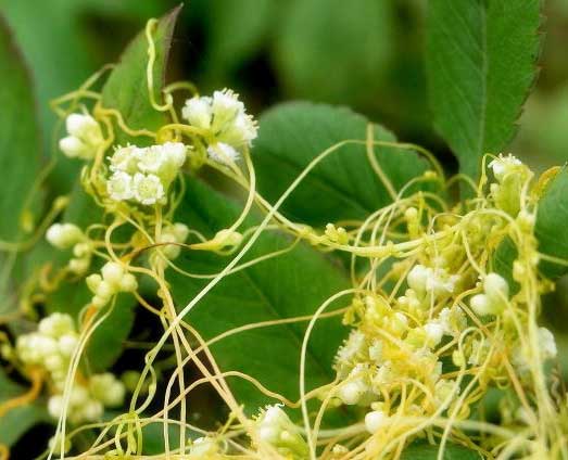 Dodder Seed: Top 8 Health Benefits [2022 Data] - urbol.com