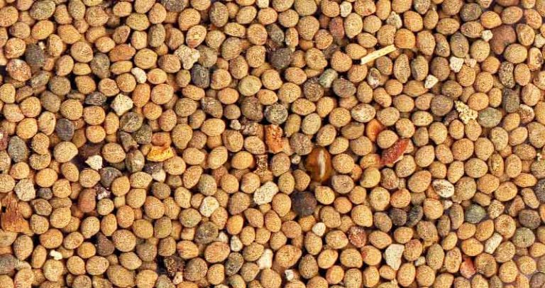 Dodder Seed: Top 8 Health Benefits [2022 Data] - urbol.com